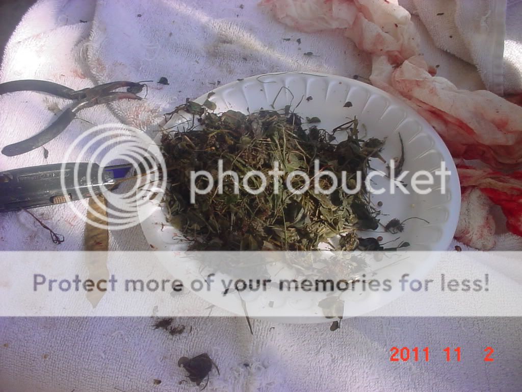 chicken crop surgery~pics~ | Homesteading Forum