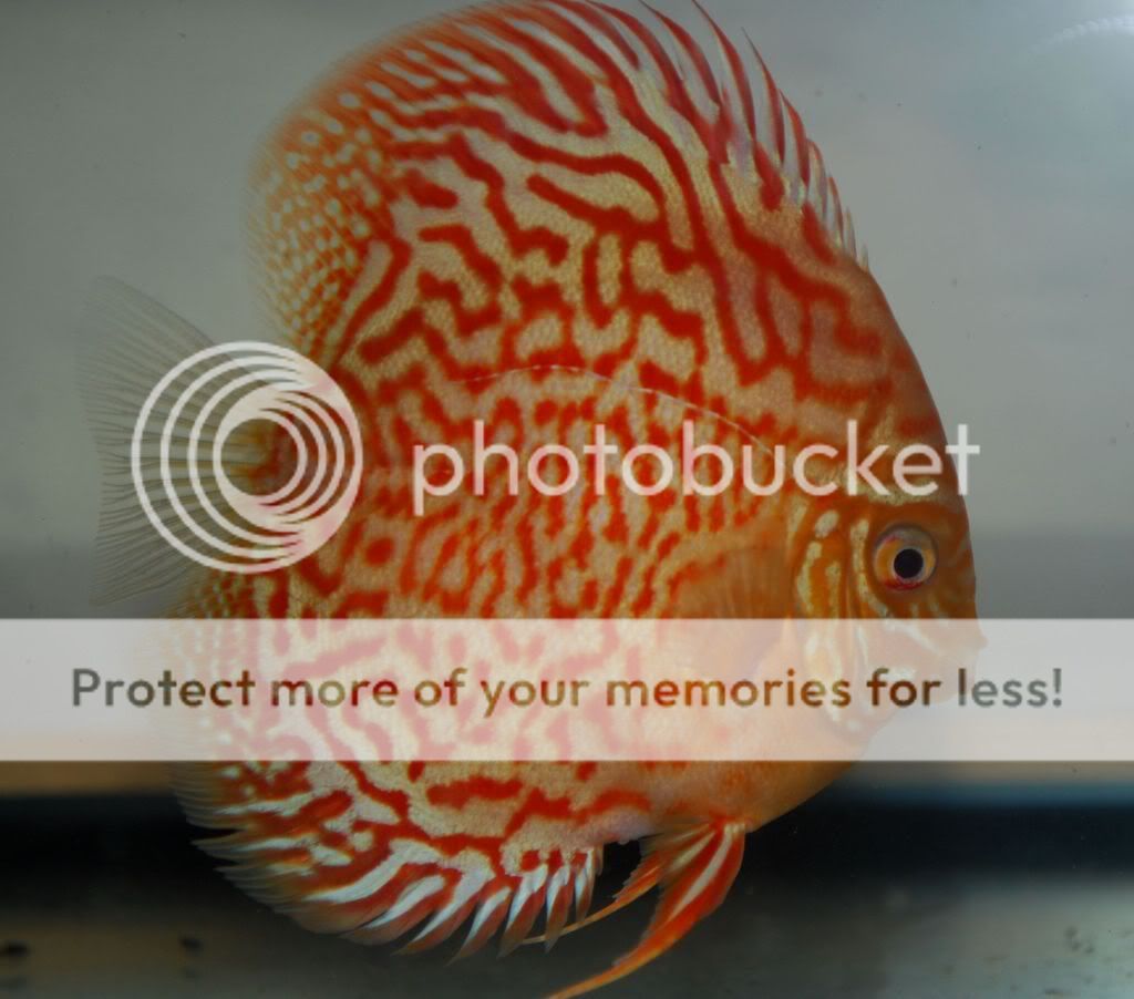 Forrest's fish...Simply Gorgeous