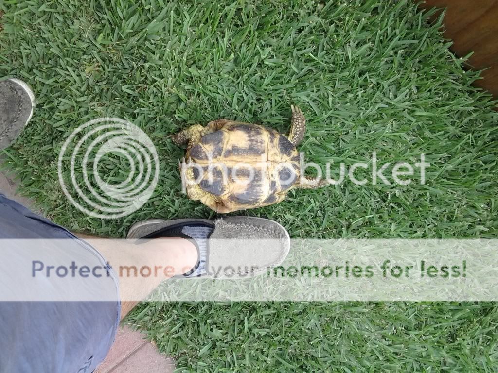 Russian Tortoise size... | Tortoise Forum